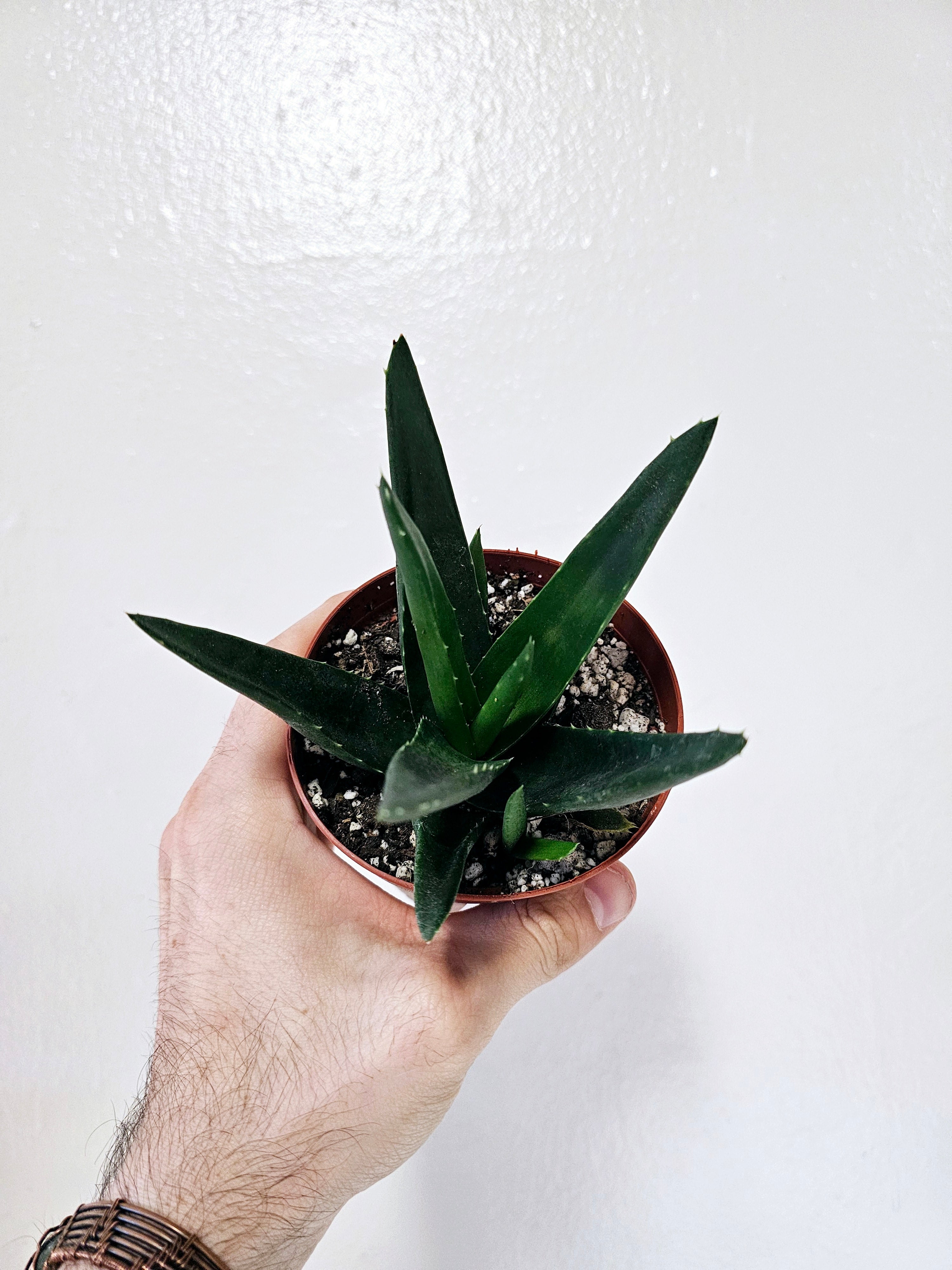 Haworthia Pentagona 4" – Quartz Botanicals