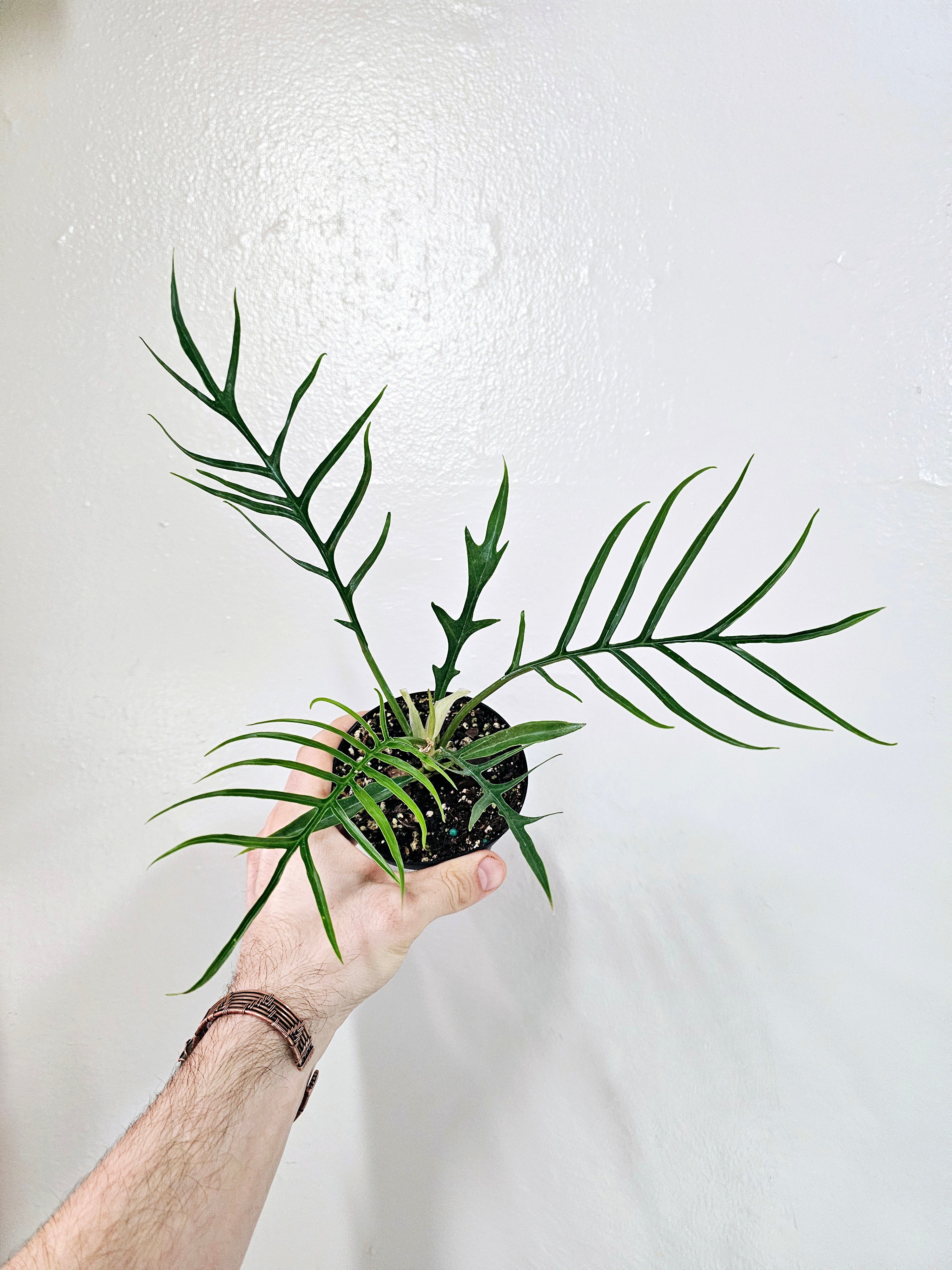 Philodendron Tortum 4" – Quartz Botanicals