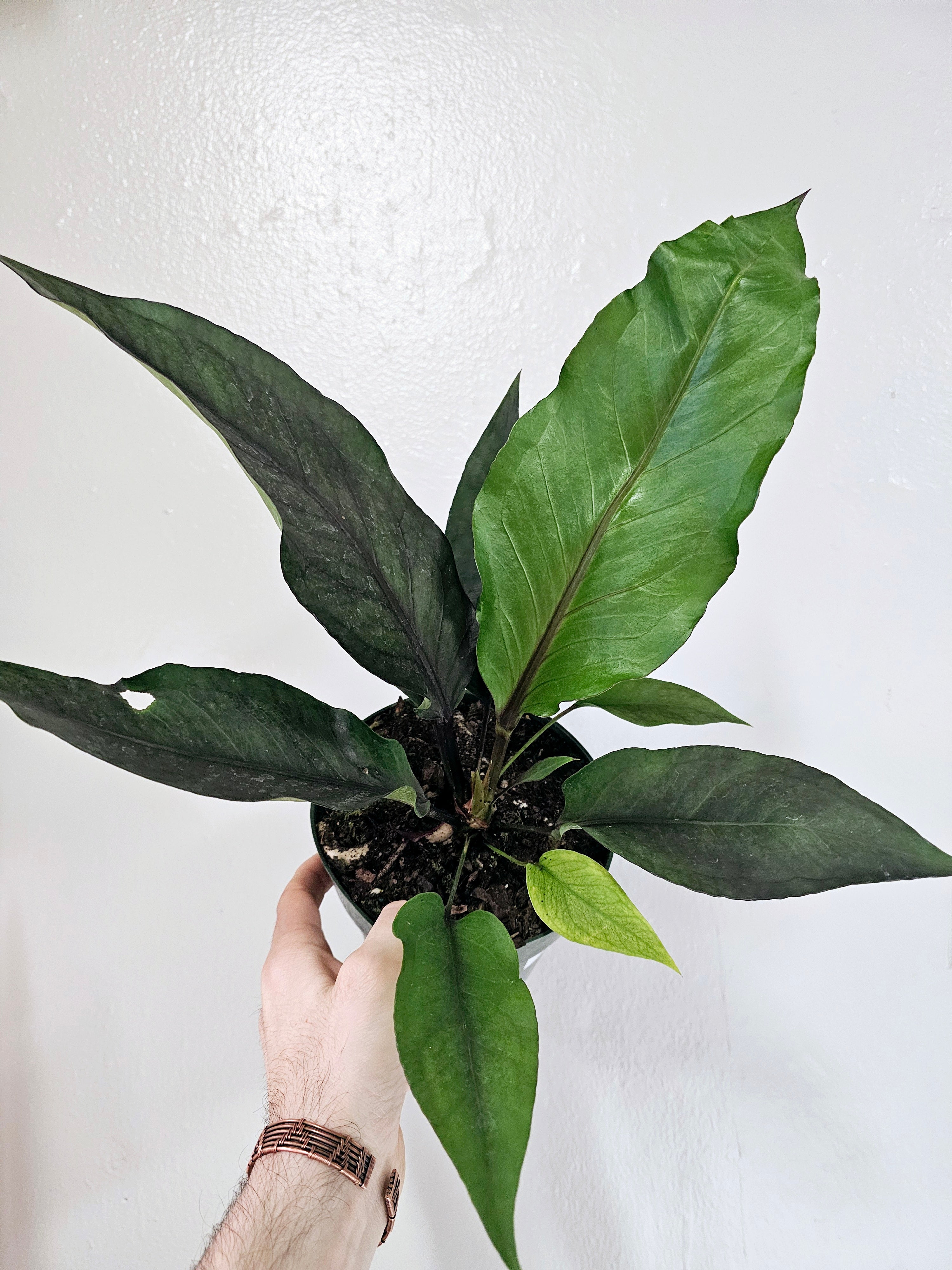 Anthurium Big Red Bird 6" – Quartz Botanicals