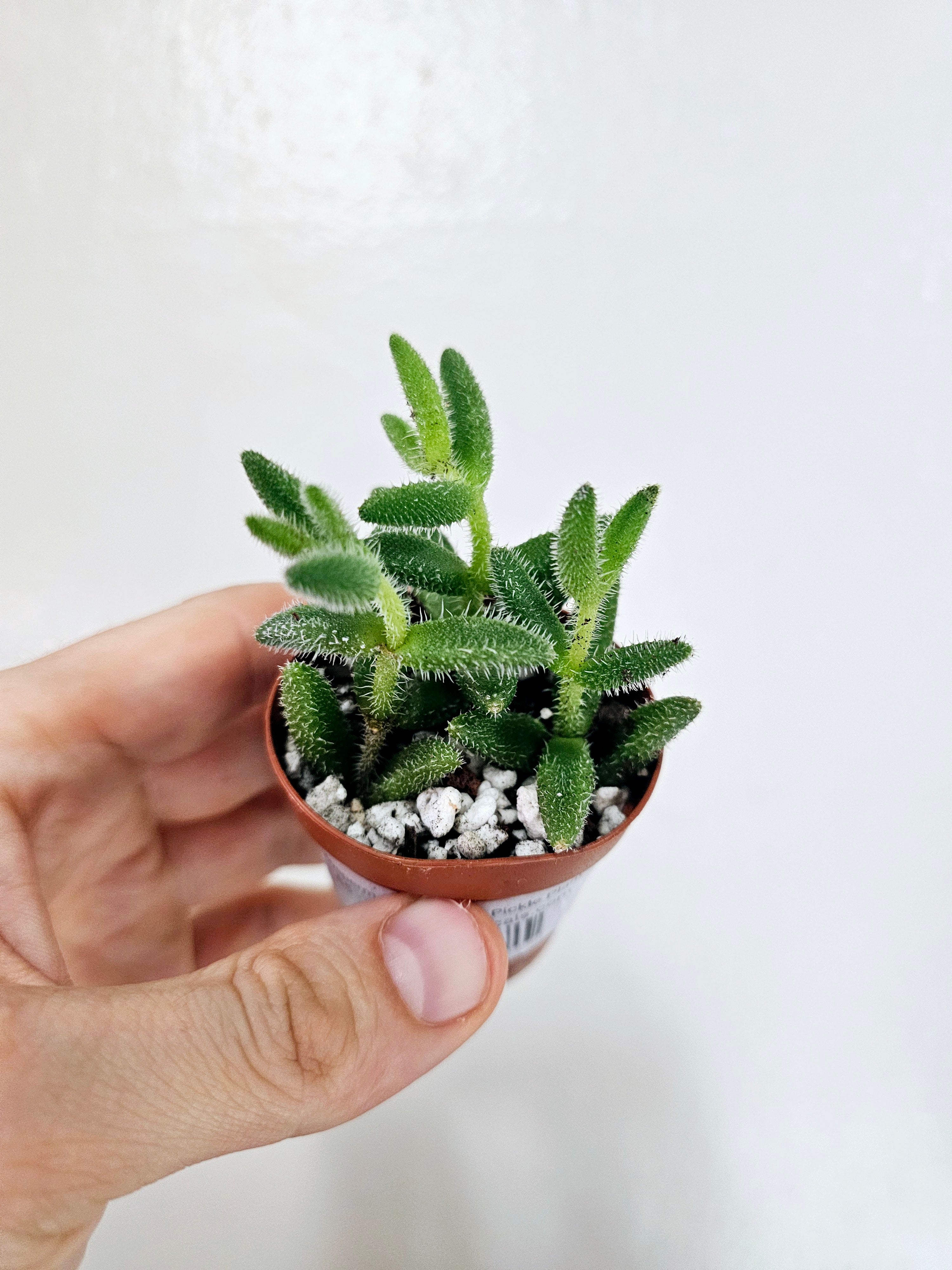 Delosperma echinatum "Pickle Plant" 2" – Quartz Botanicals