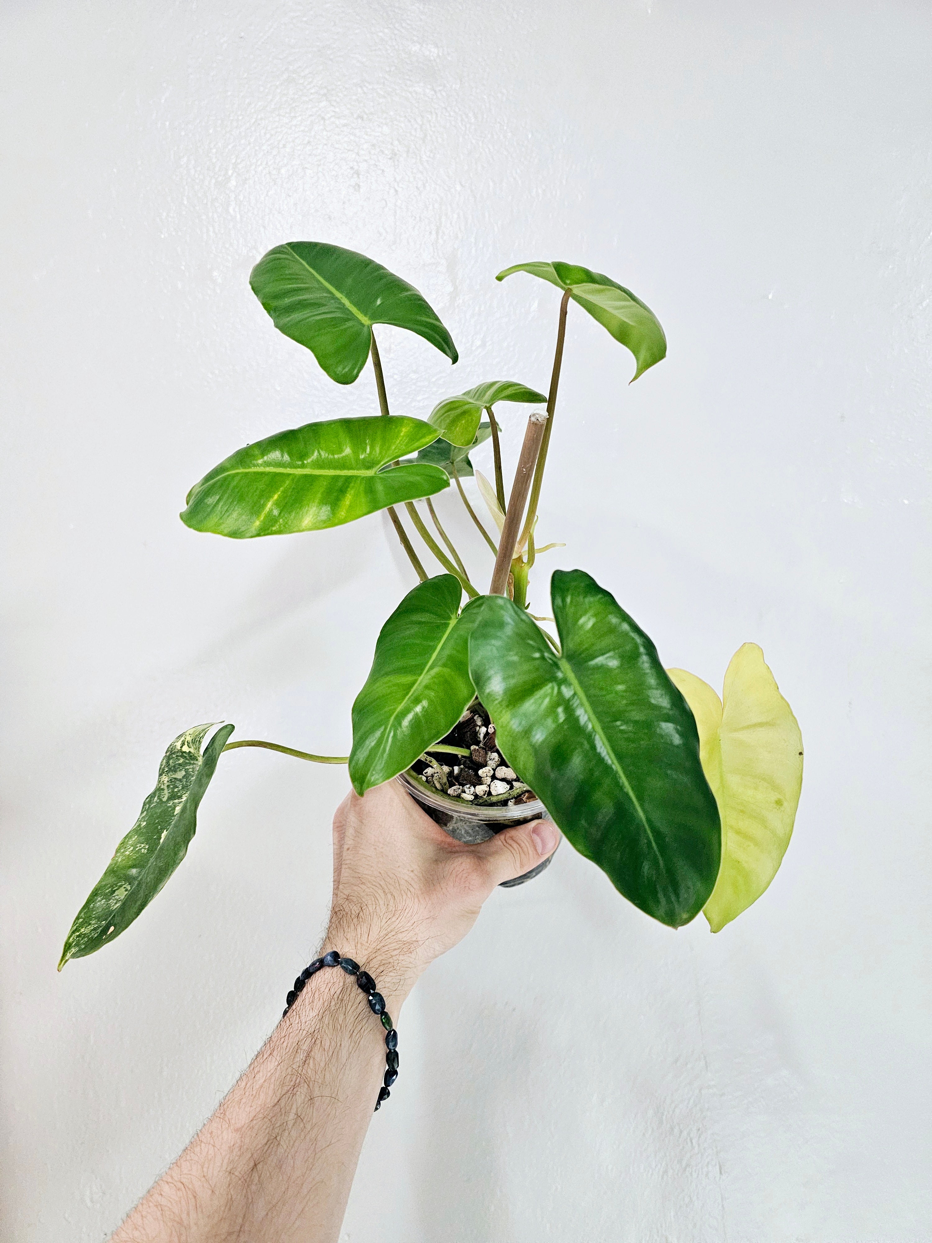 Philodendron Burle Marx Variegated 5" – Quartz Botanicals