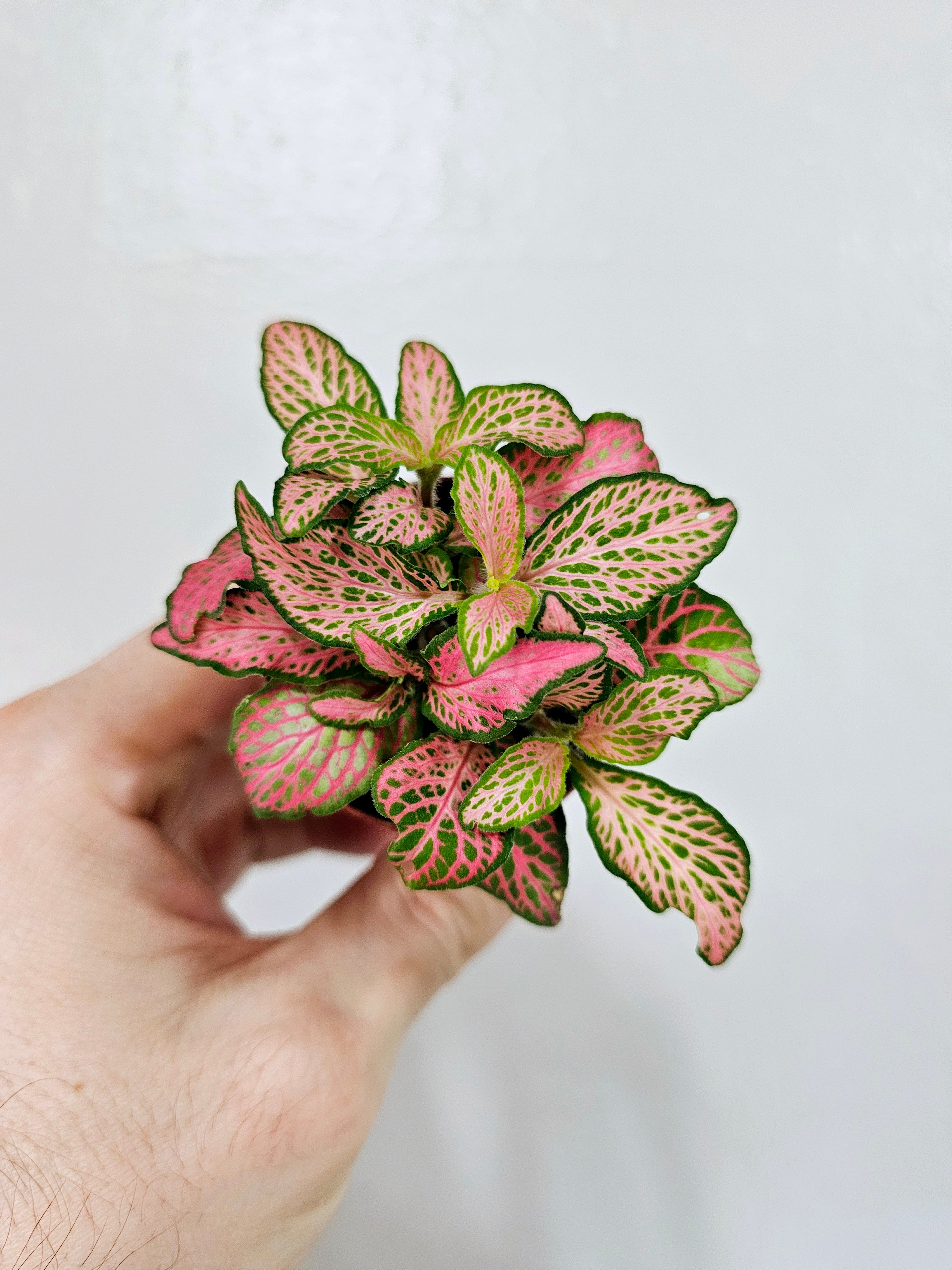 Fittonia albivenis 'Zalm Ruby Lime' Nerve Plant 2" – Quartz Botanicals