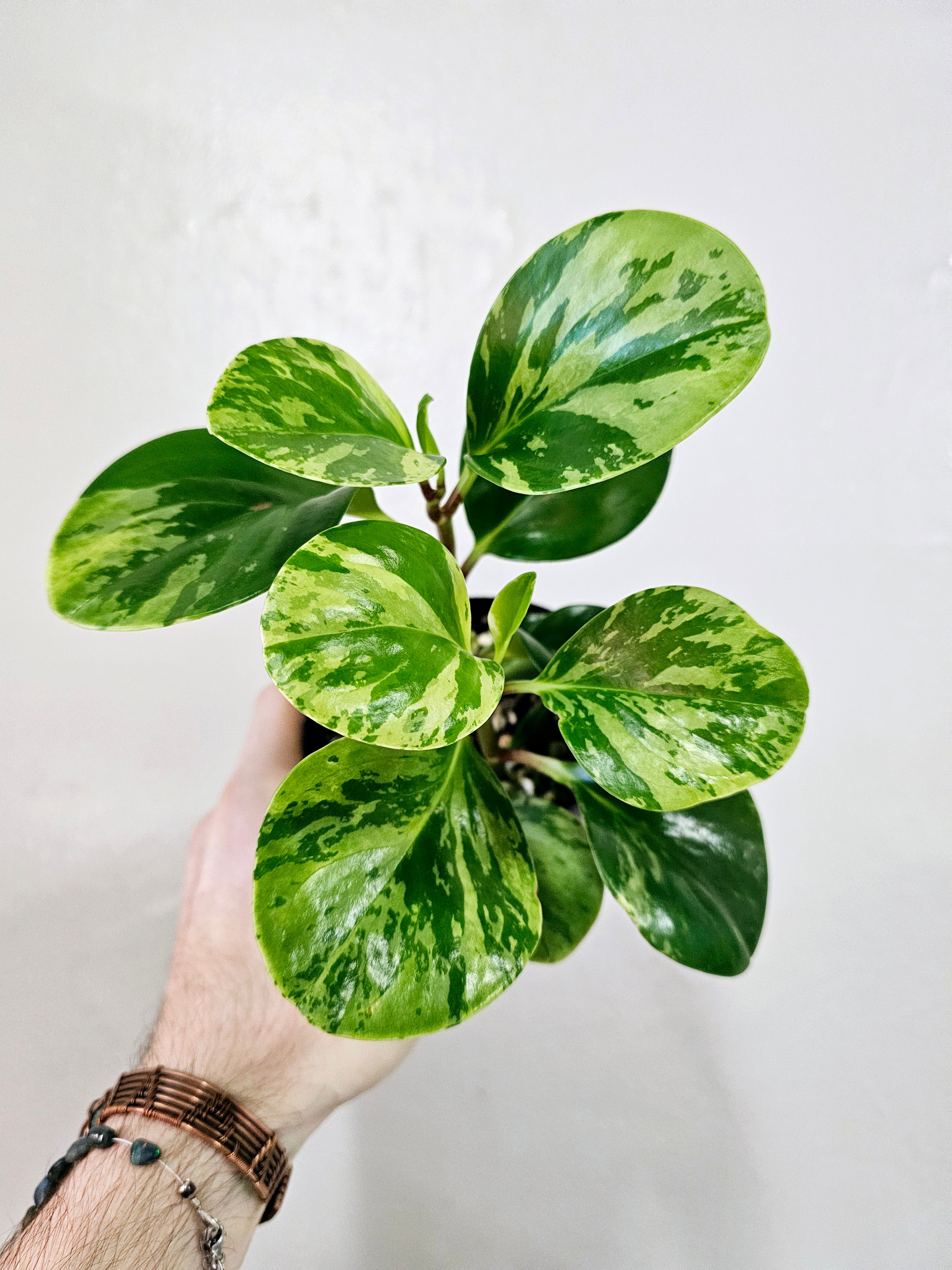 Peperomia Obtusifolia Marble Variegated 4” – Quartz Botanicals
