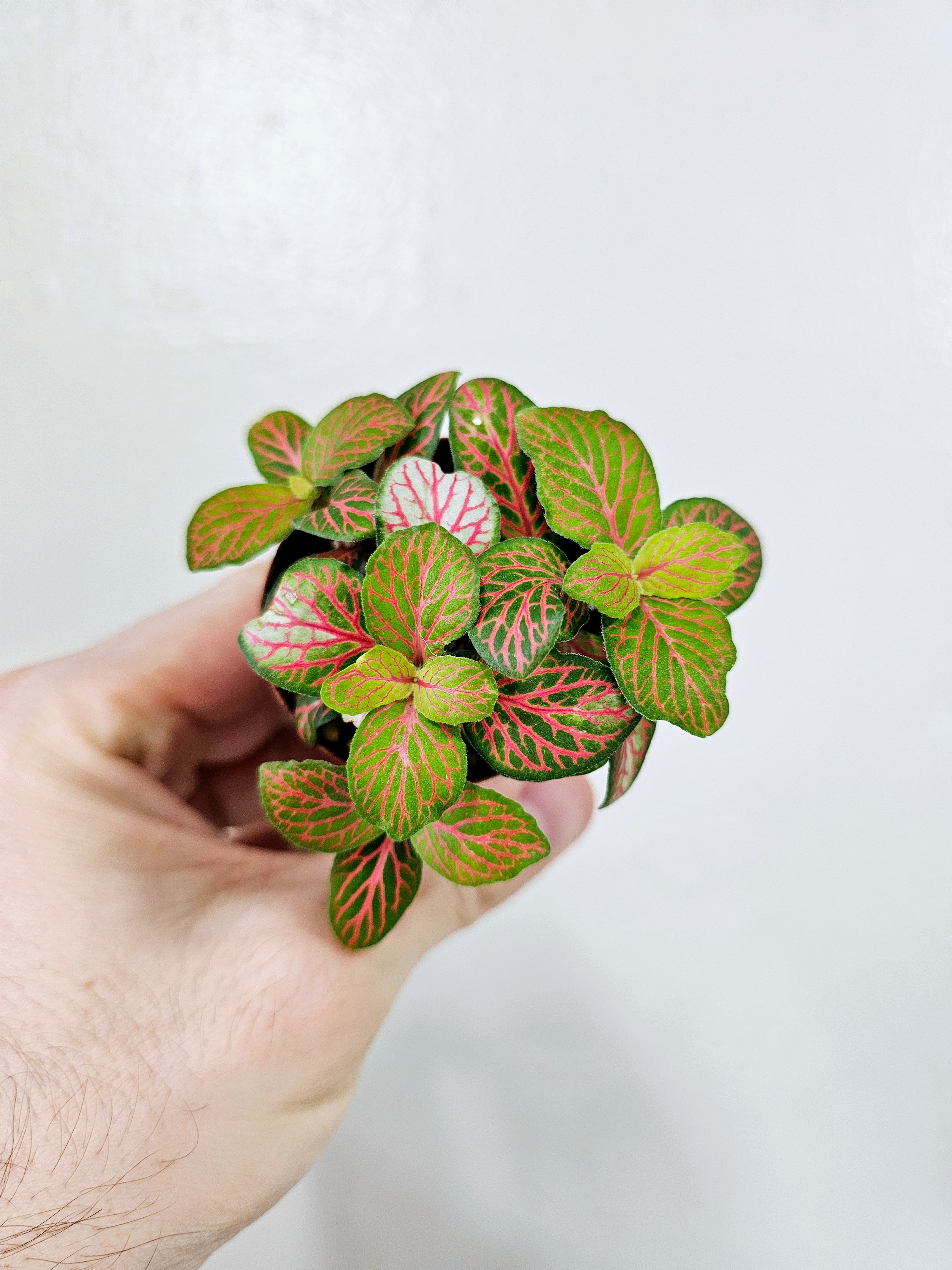 Fittonia albivenis 'Skeleton' 2" – Quartz Botanicals