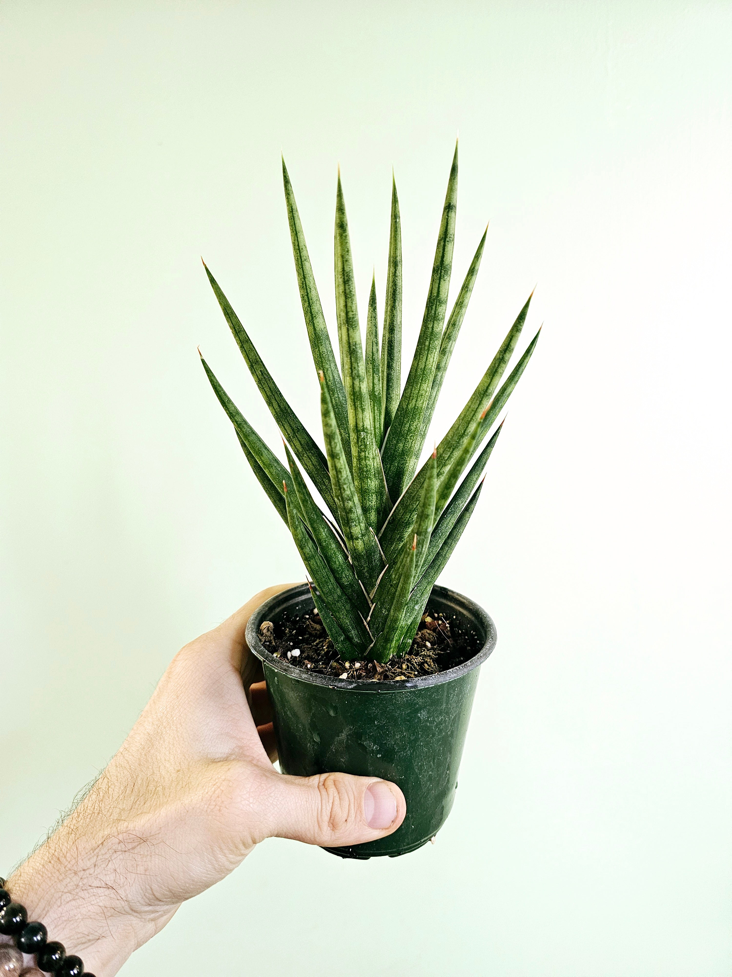 Sansevieria Francisii sp. FKH 432 "Racoon Tail" 4" – Quartz Botanicals