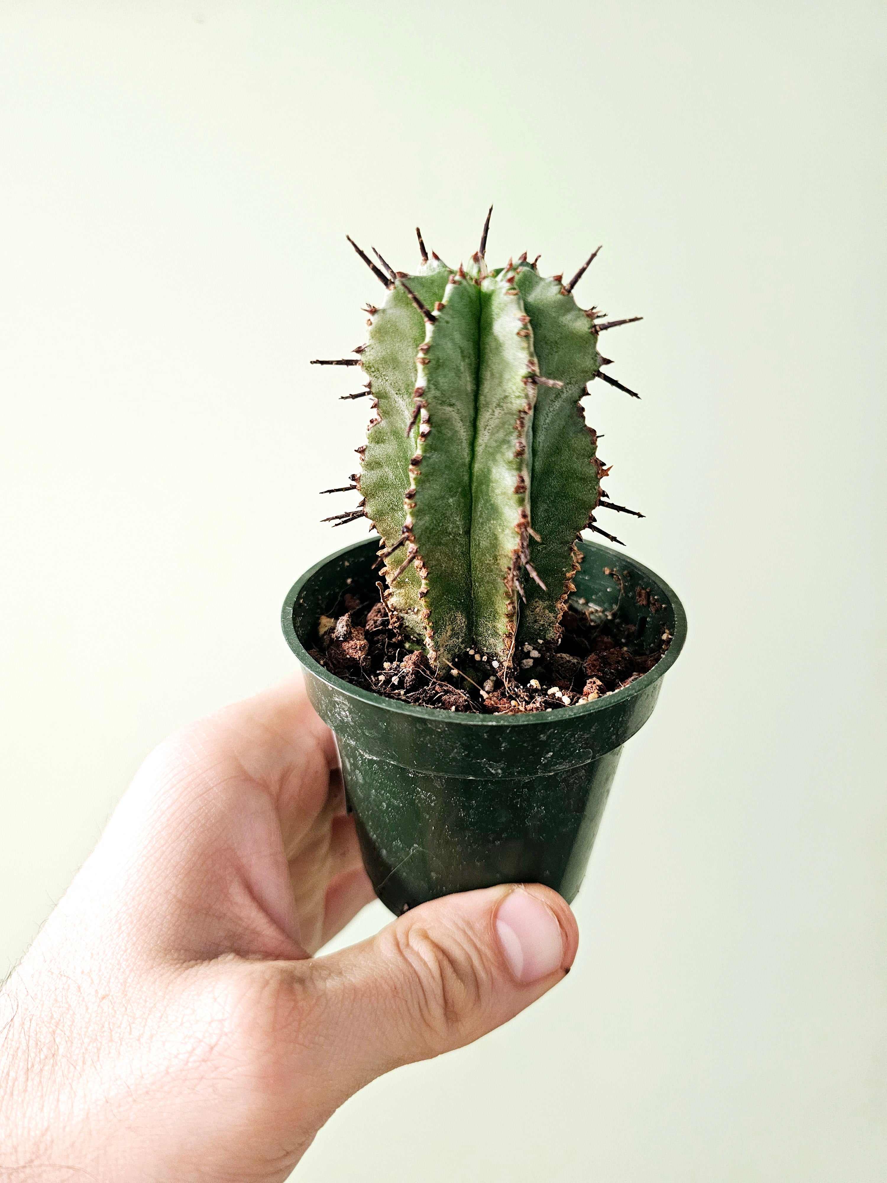 Euphorbia polygona 3" – Quartz Botanicals