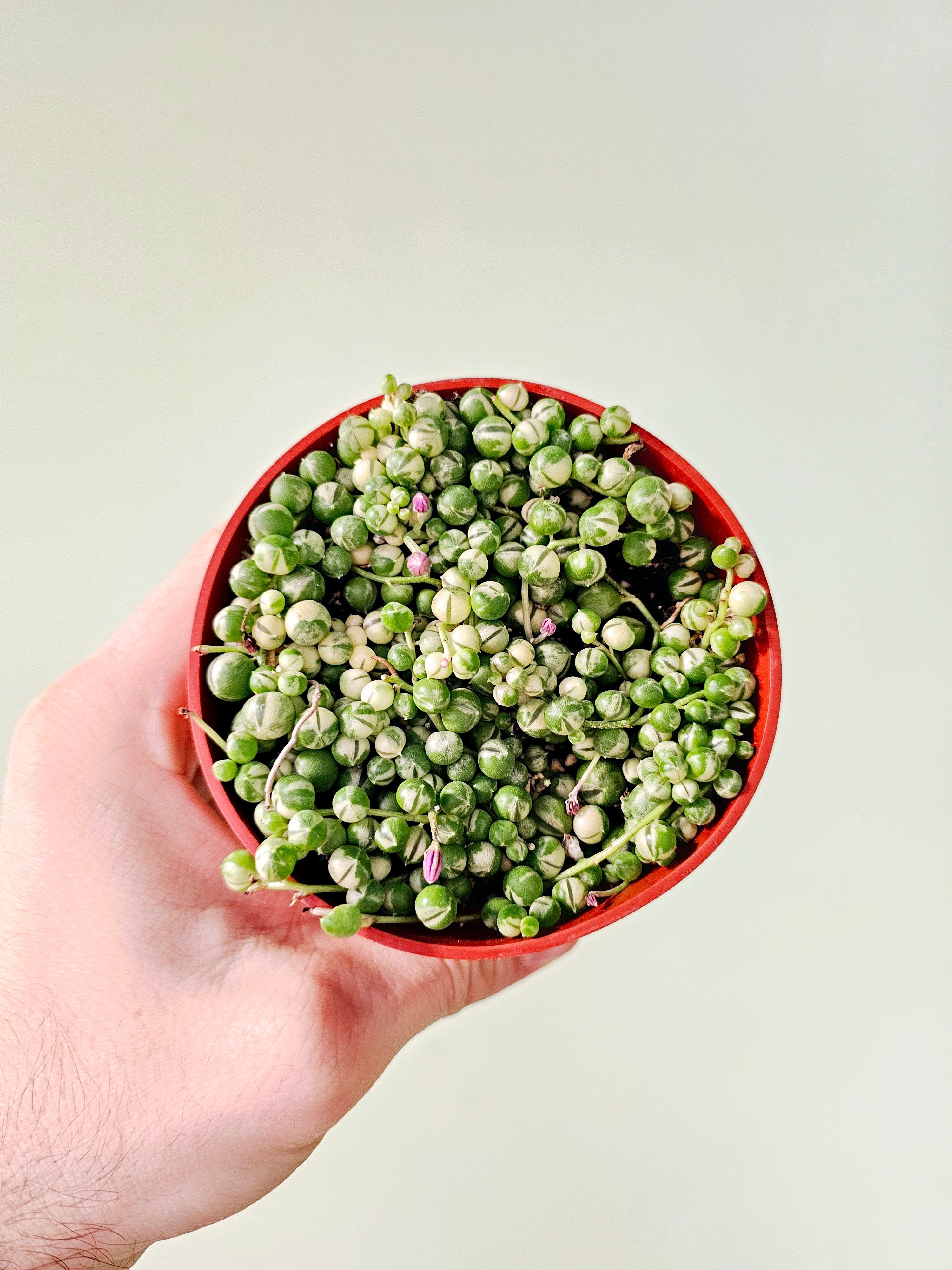 Senecio rowleyanus Variegated "String of Pearls" 4" – Quartz Botanicals