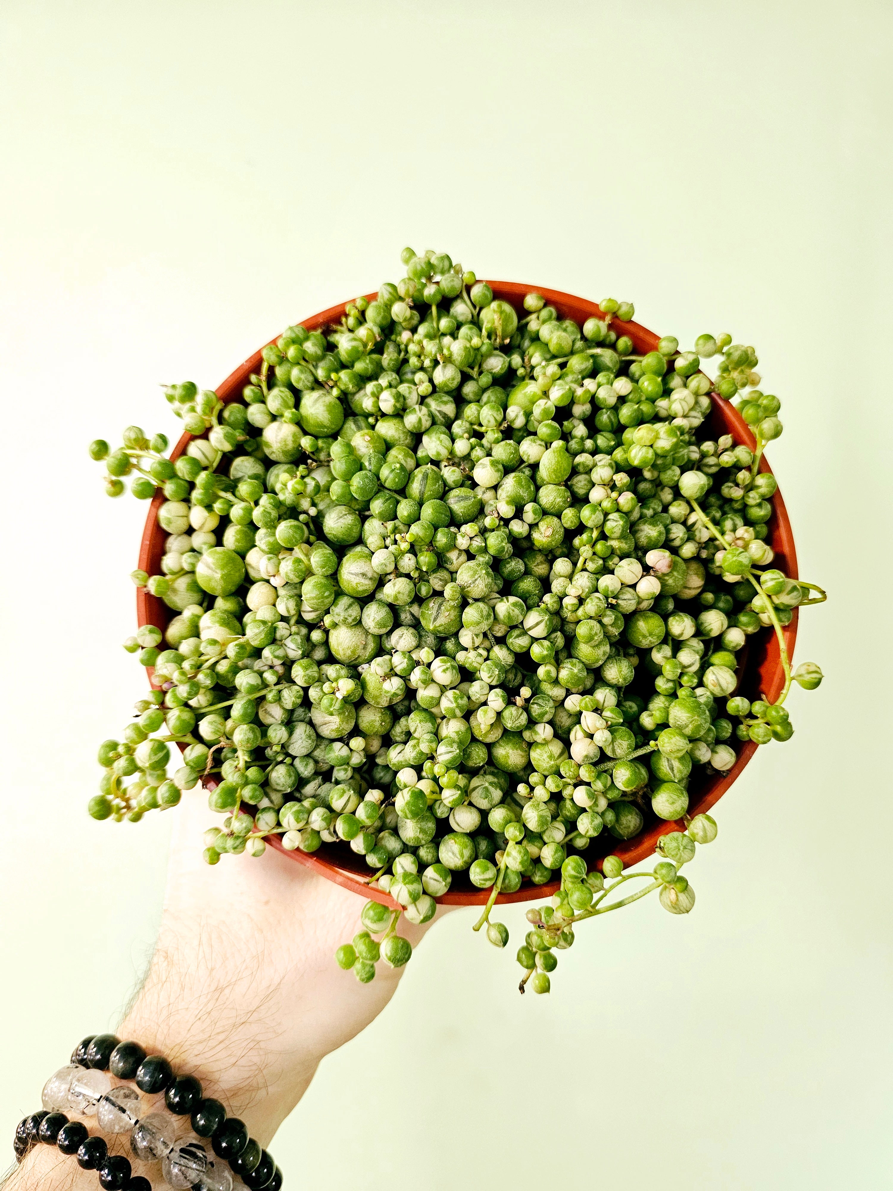 Senecio rowleyanus Variegated "String of Pearls" 6" – Quartz Botanicals
