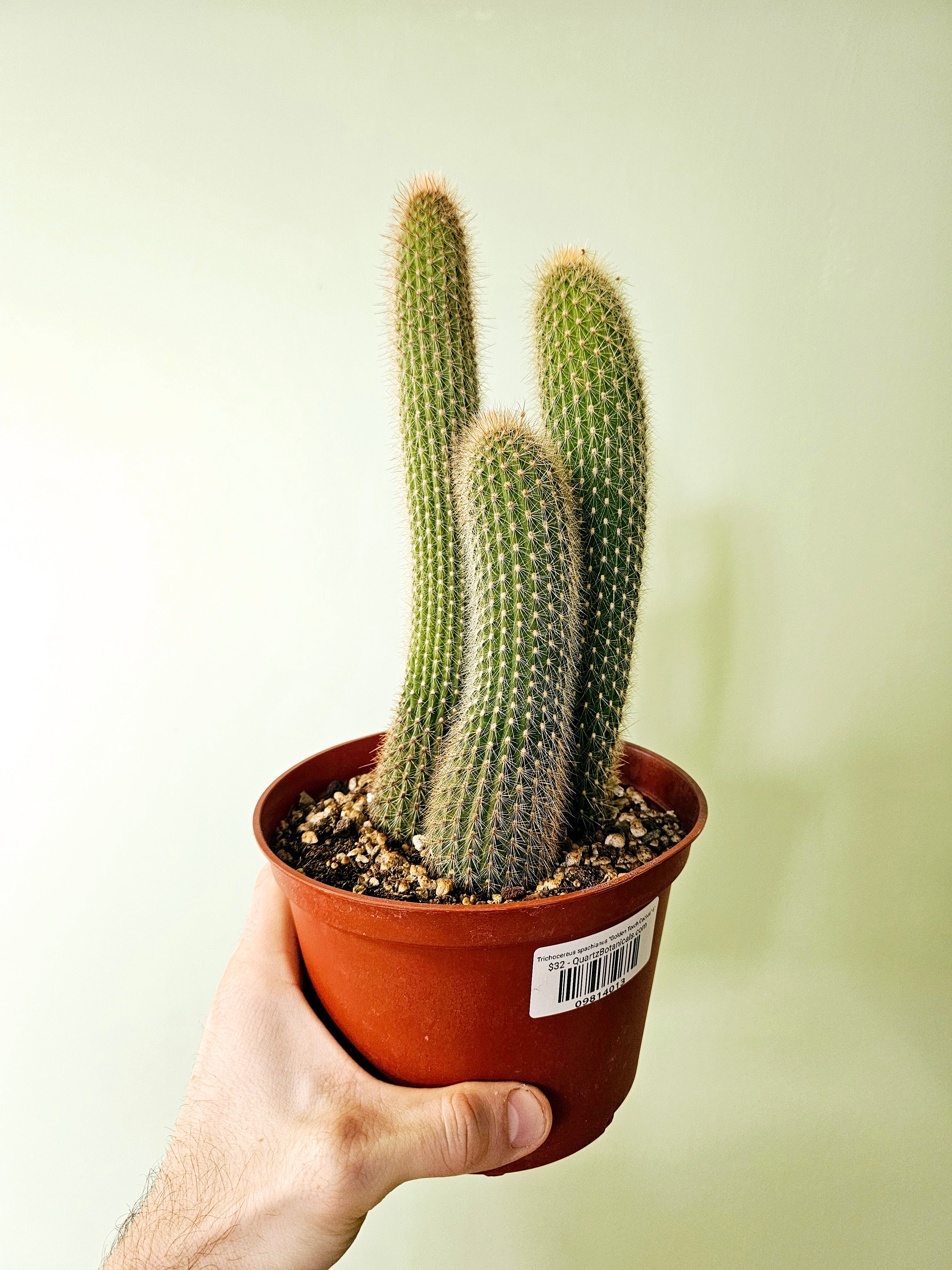 Trichocereus spachianus "Golden Torch Cactus" 6" – Quartz Botanicals
