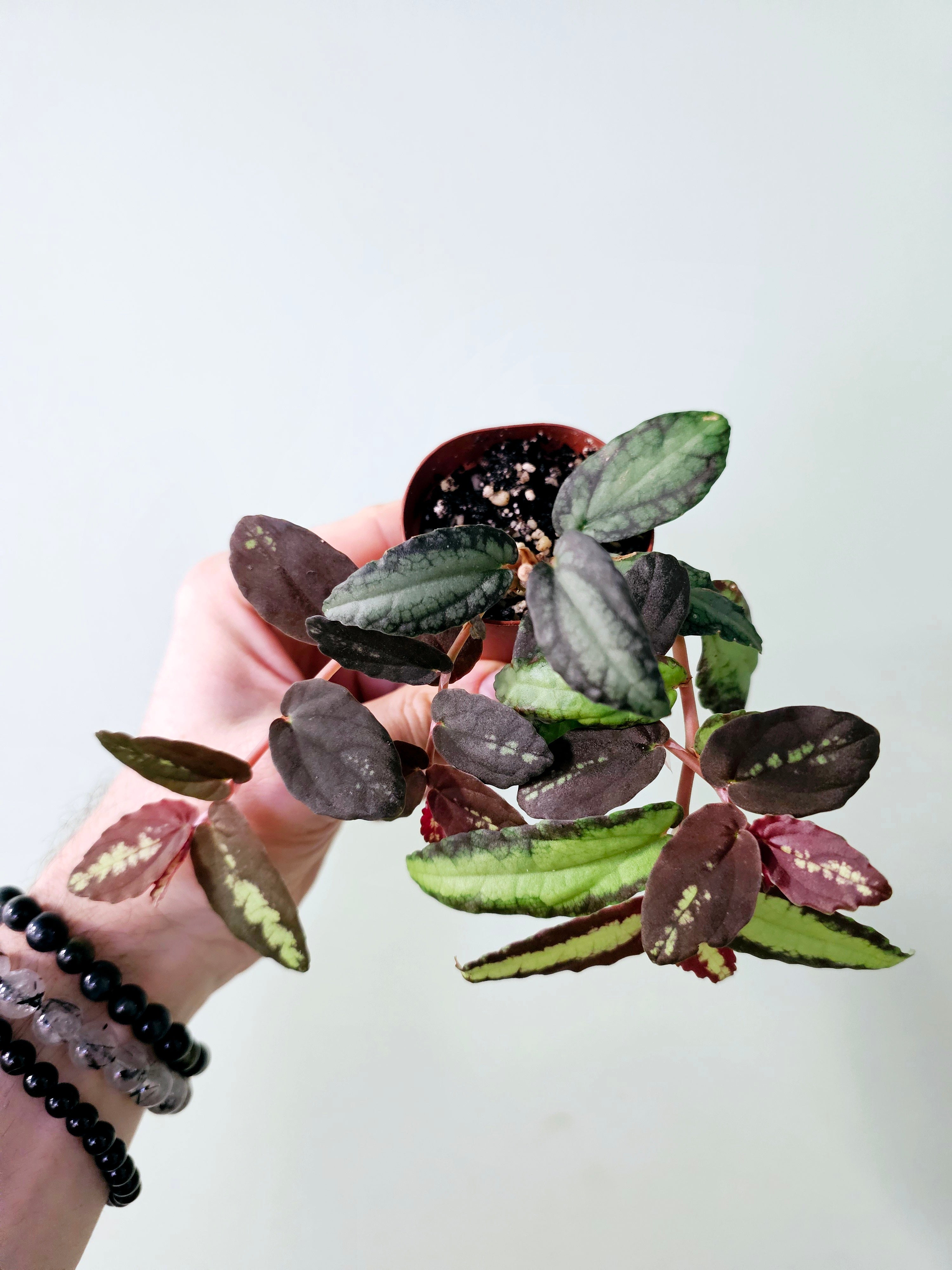 Pellionia repens "Rainbow Jungle Vine" 2" – Quartz Botanicals
