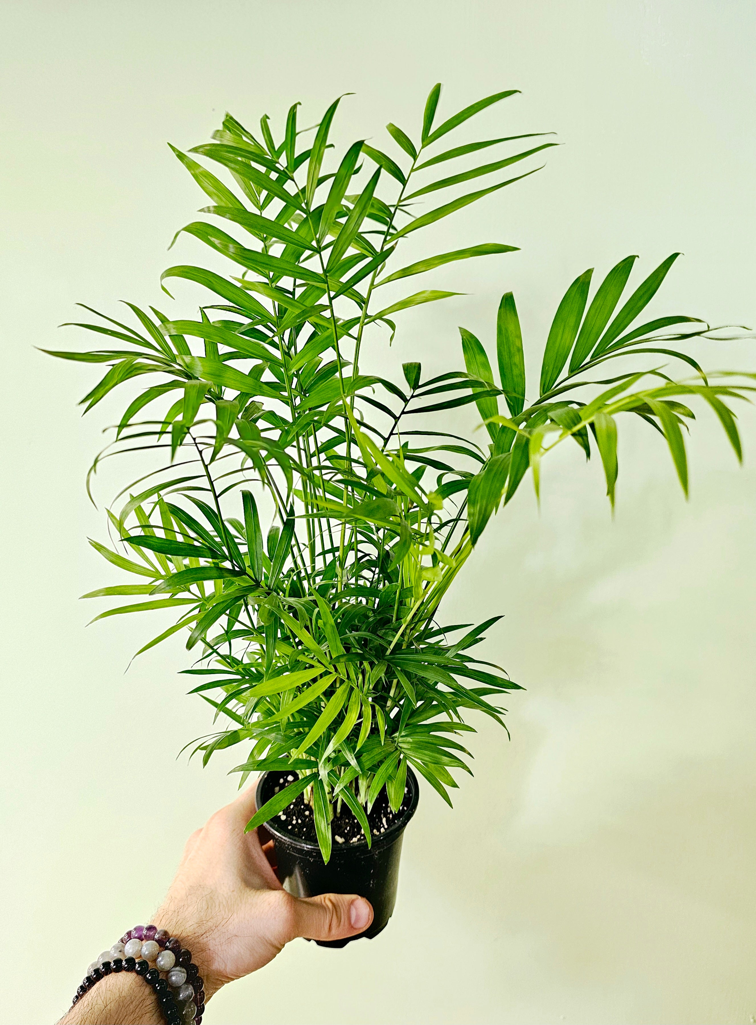 Chamaedorea elegans "Mini Bella Palm" 3.5" – Quartz Botanicals