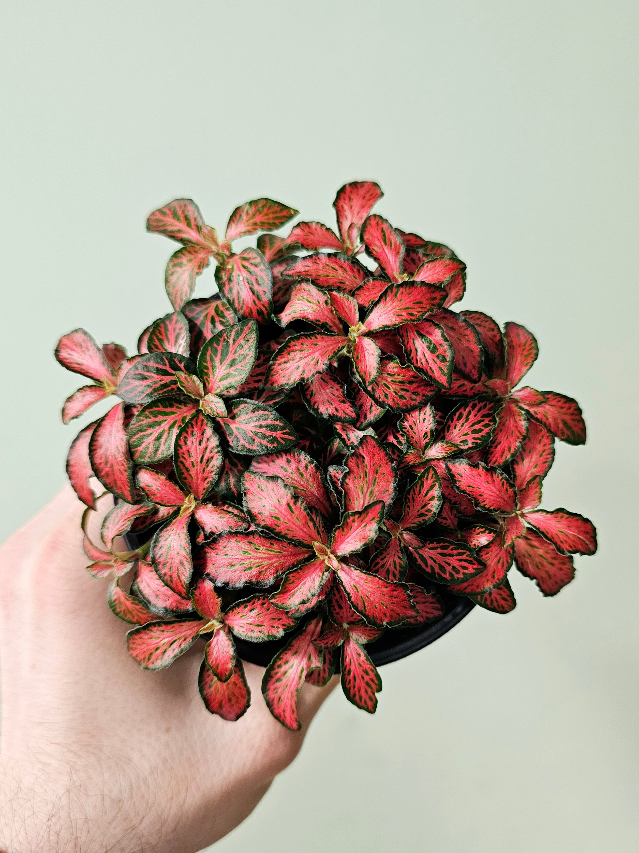 Fittonia albivenis 'Red Forest Flame' 4" – Quartz Botanicals