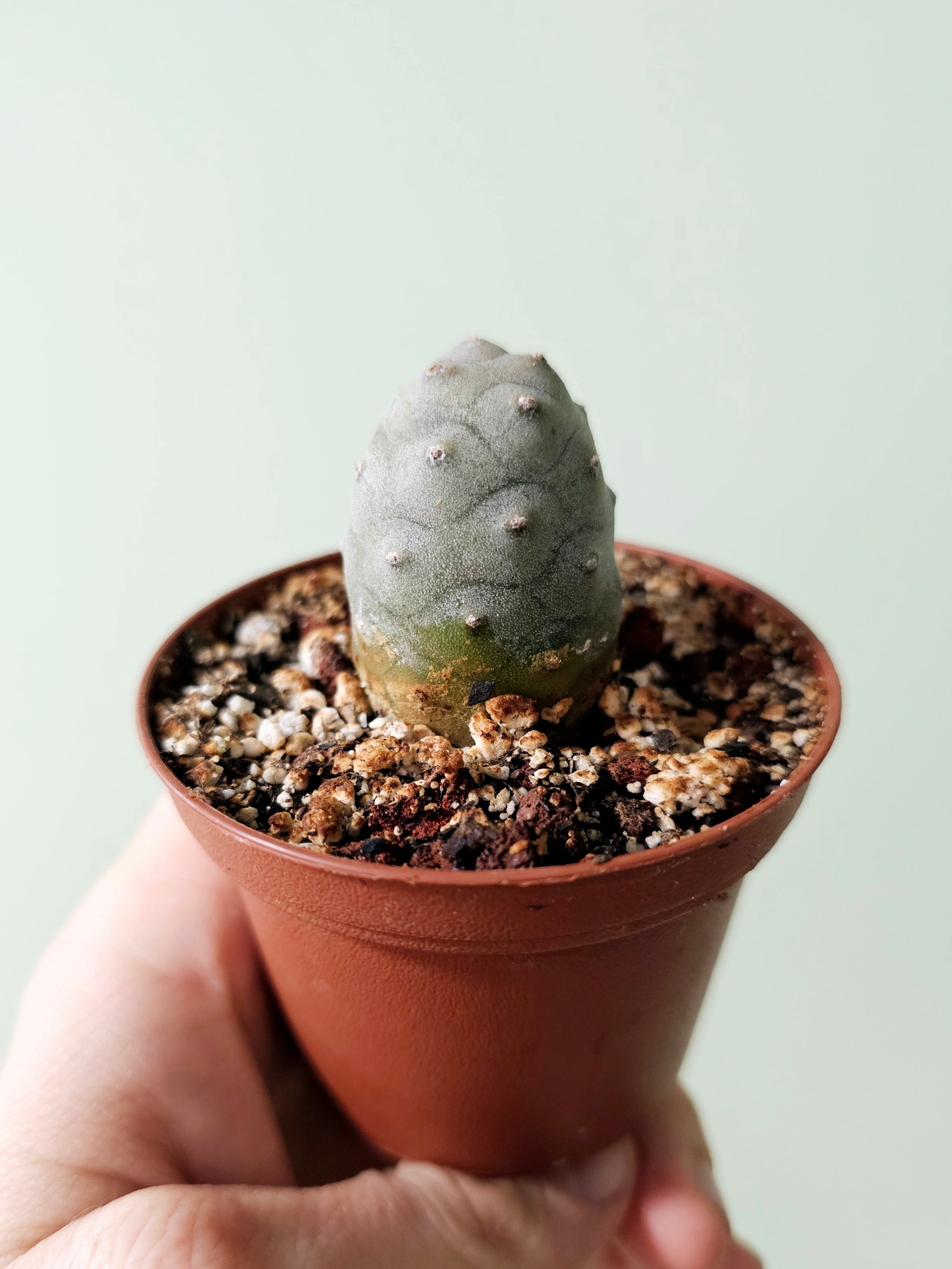 Tephrocactus articulatus var. inermis "Pine Cone Cactus" 3" – Quartz ...