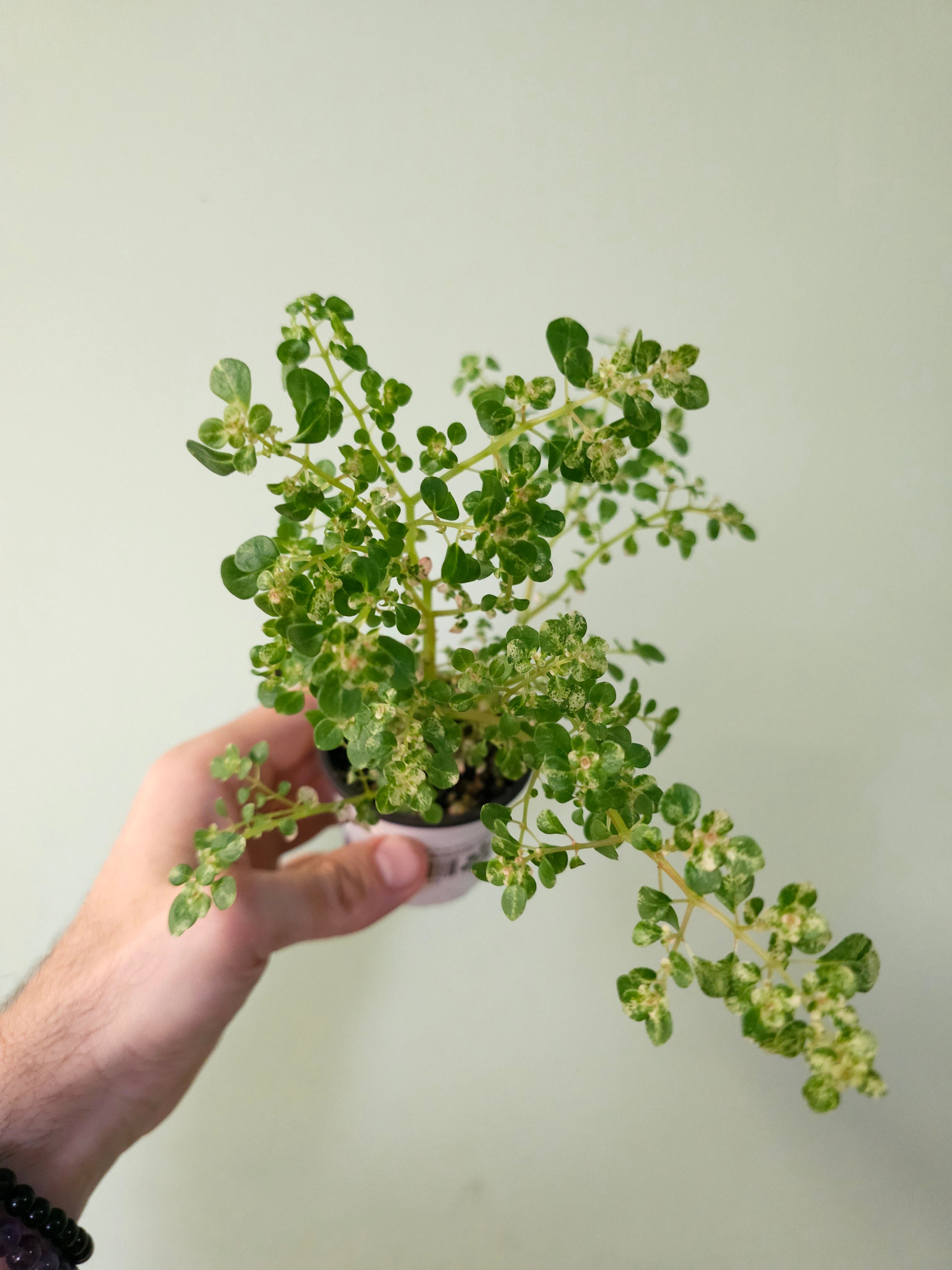 Pilea microphylla 'Variegata' Tricolor Artillery/Confetti Fern 2.5 ...