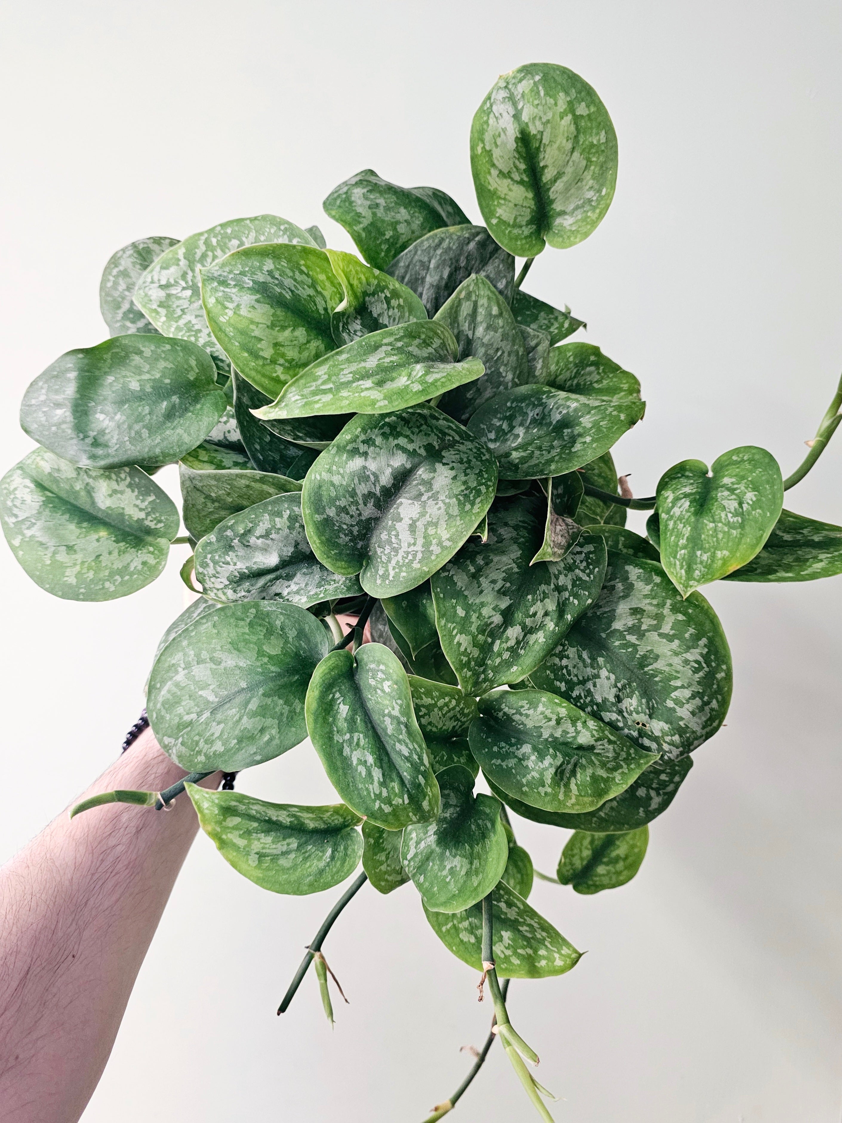 Scindapsus pictus 'Silver Splash' 6” – Quartz Botanicals