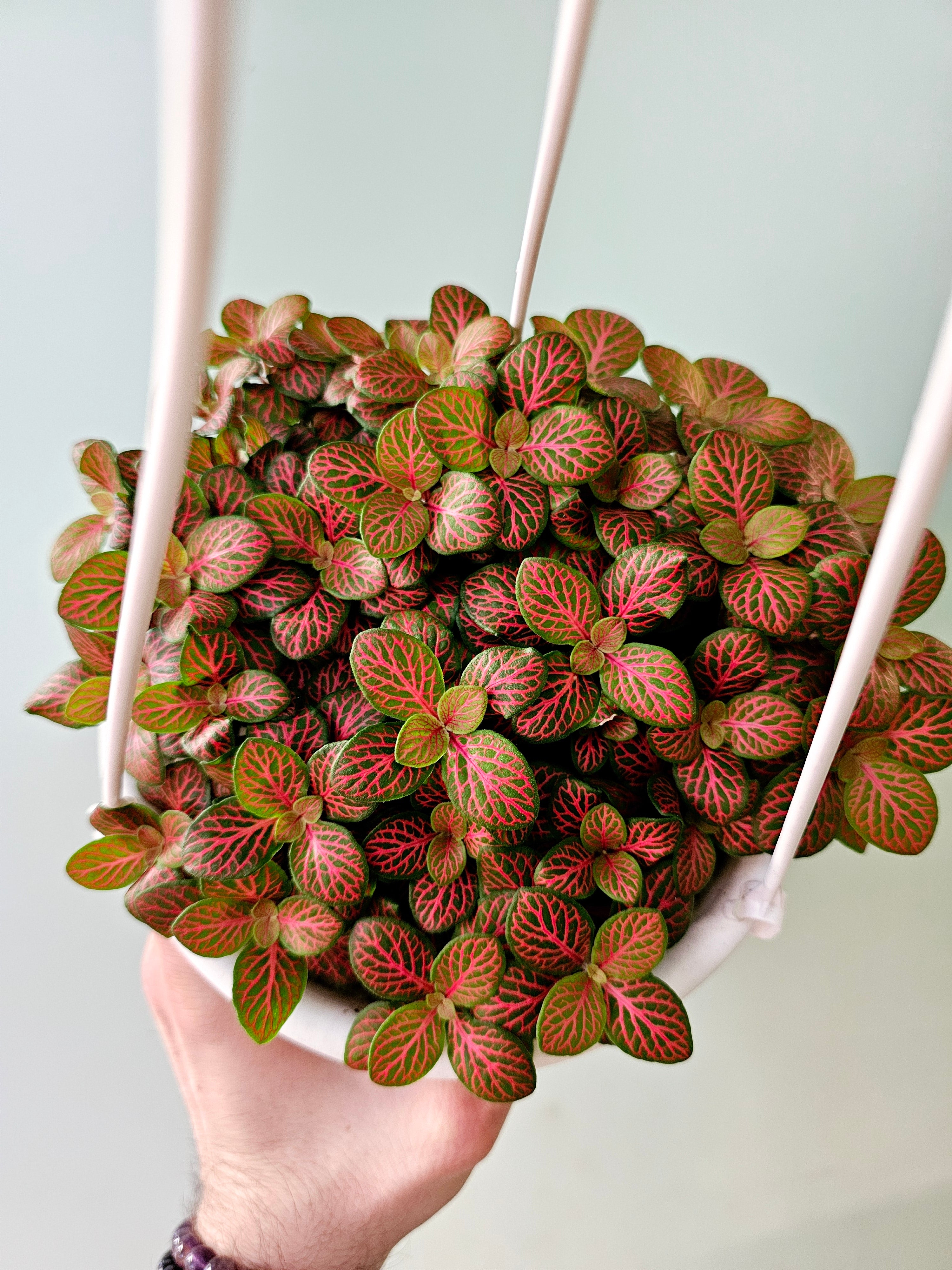 Fittonia albivenis 'Skeleton' 6" HB – Quartz Botanicals