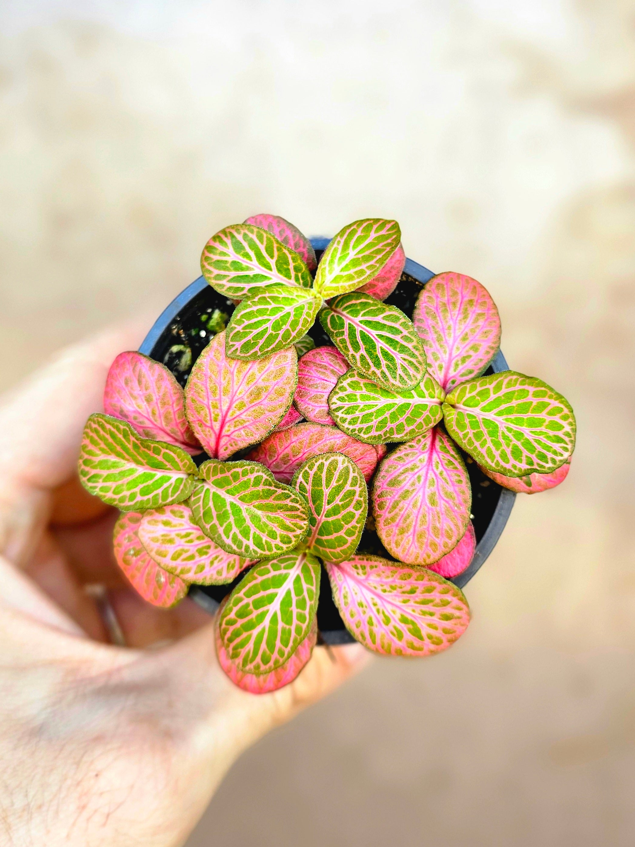 Fittonia albivenis 'Strawberry Blossom' Nerve Plant 2.5" – Quartz ...