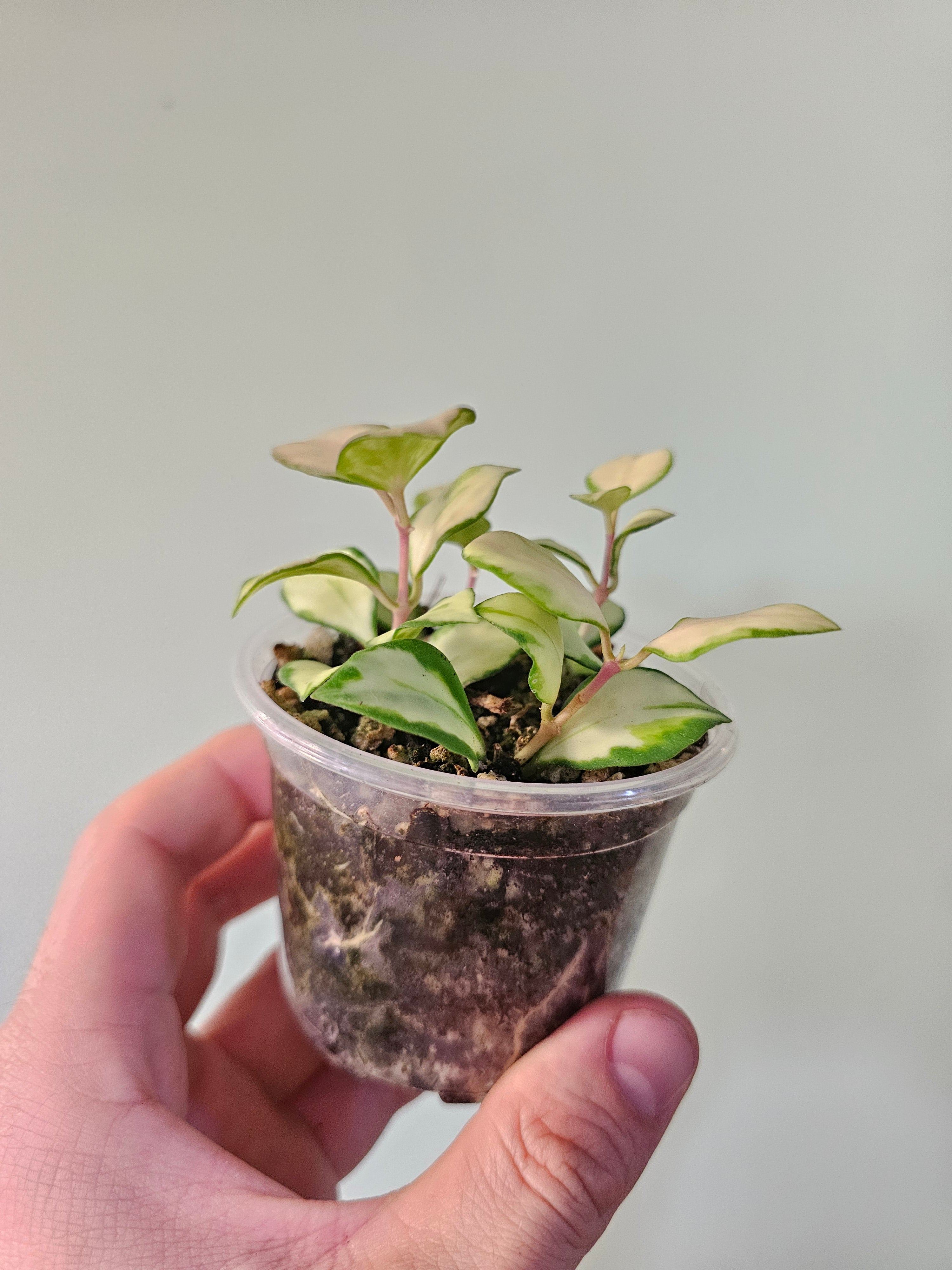 Hoya heuschkeliana Variegated 3" – Quartz Botanicals