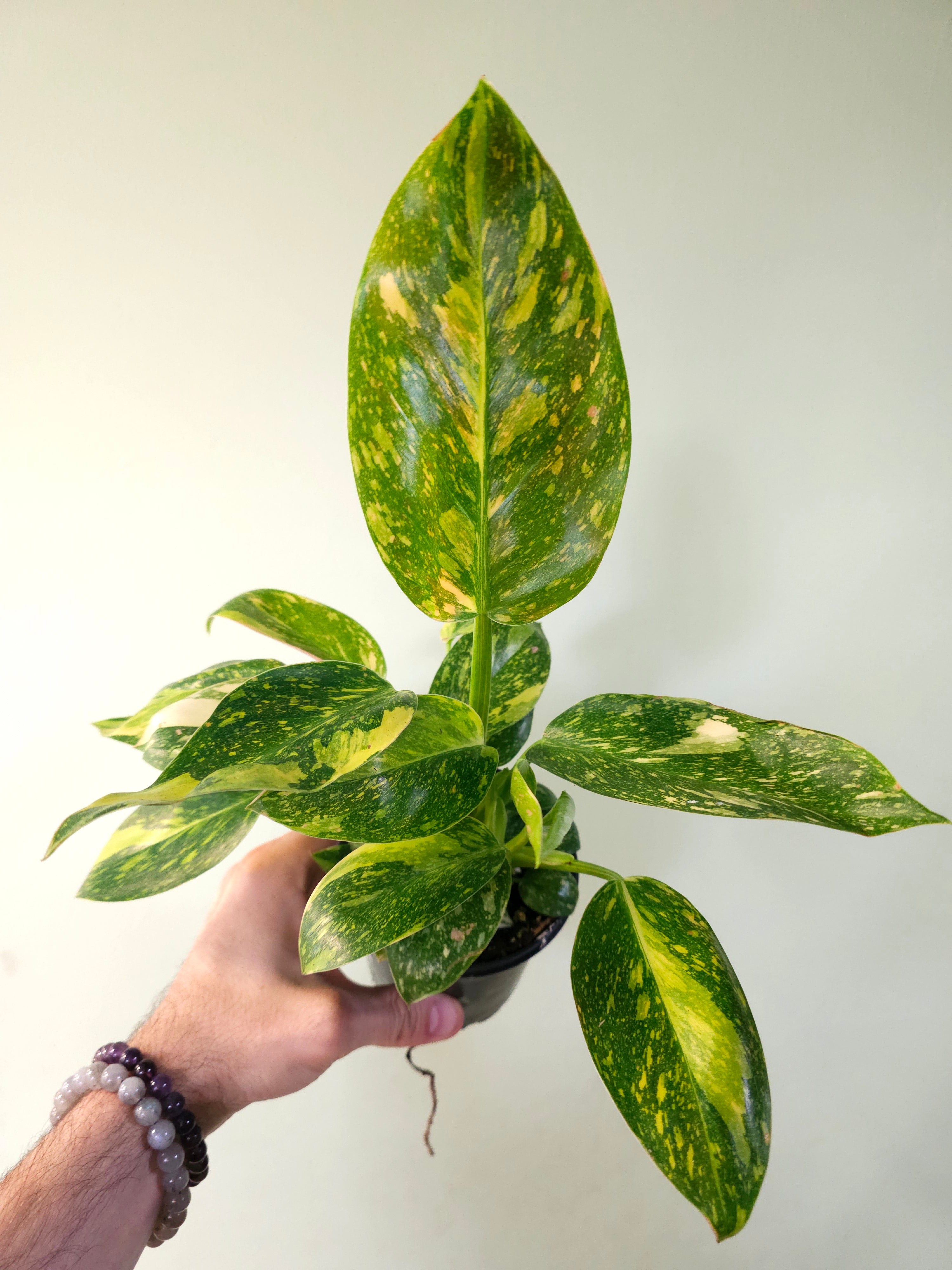 Philodendron 'Green Congo Nuclear' 4" – Quartz Botanicals