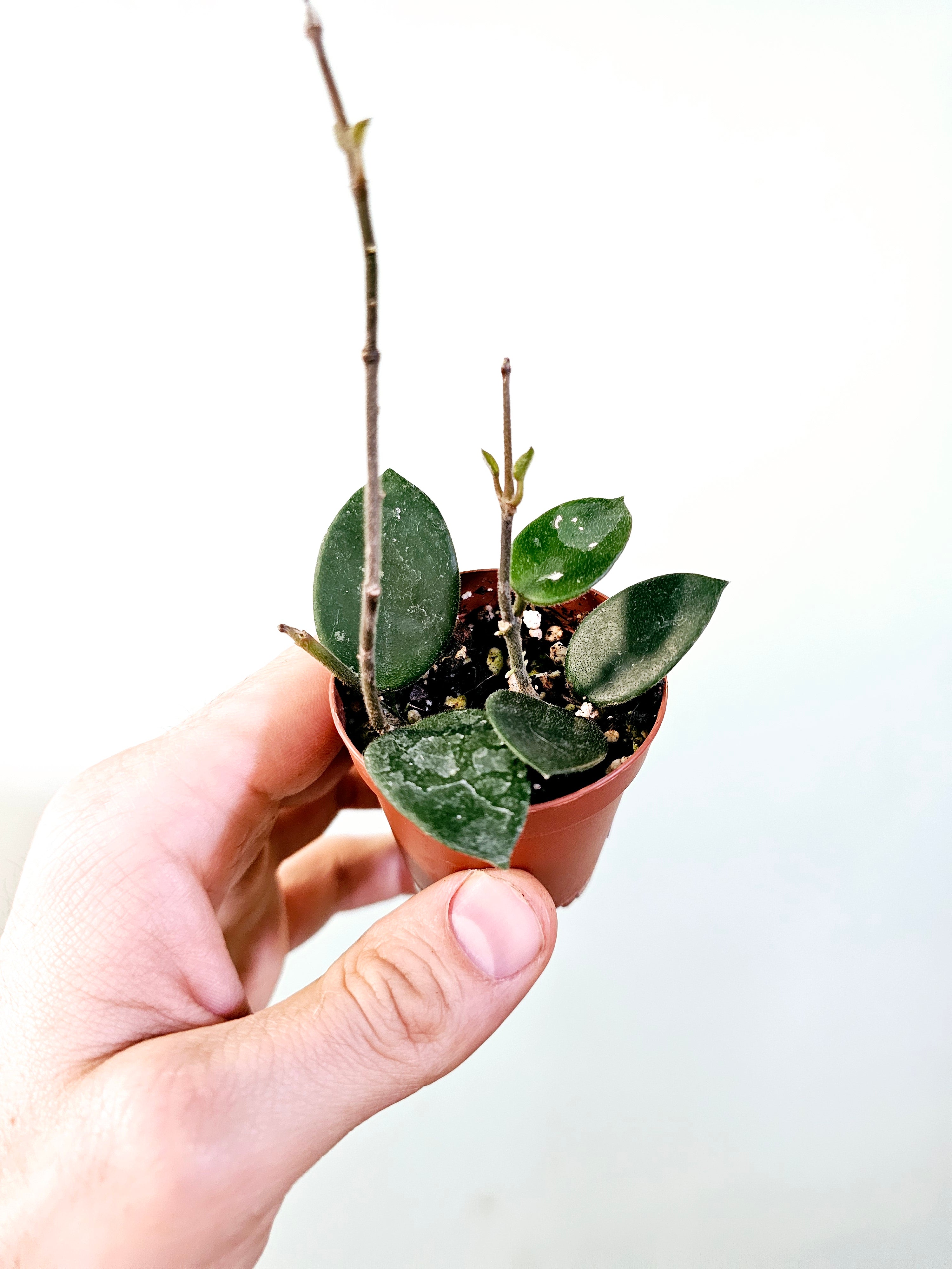 Hoya 'Chouke' 2" – Quartz Botanicals
