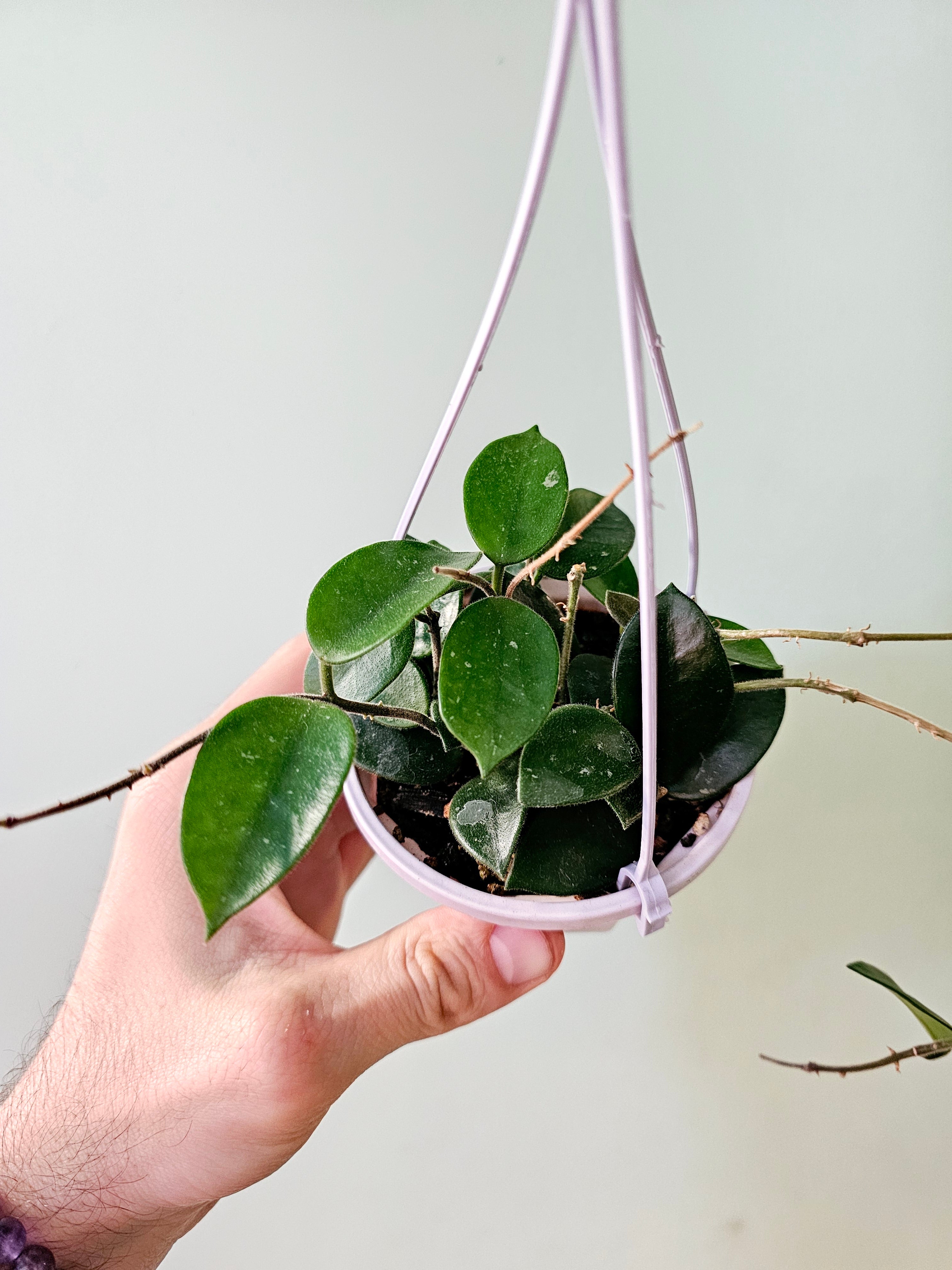 Hoya 'Chouke' 4" HB – Quartz Botanicals