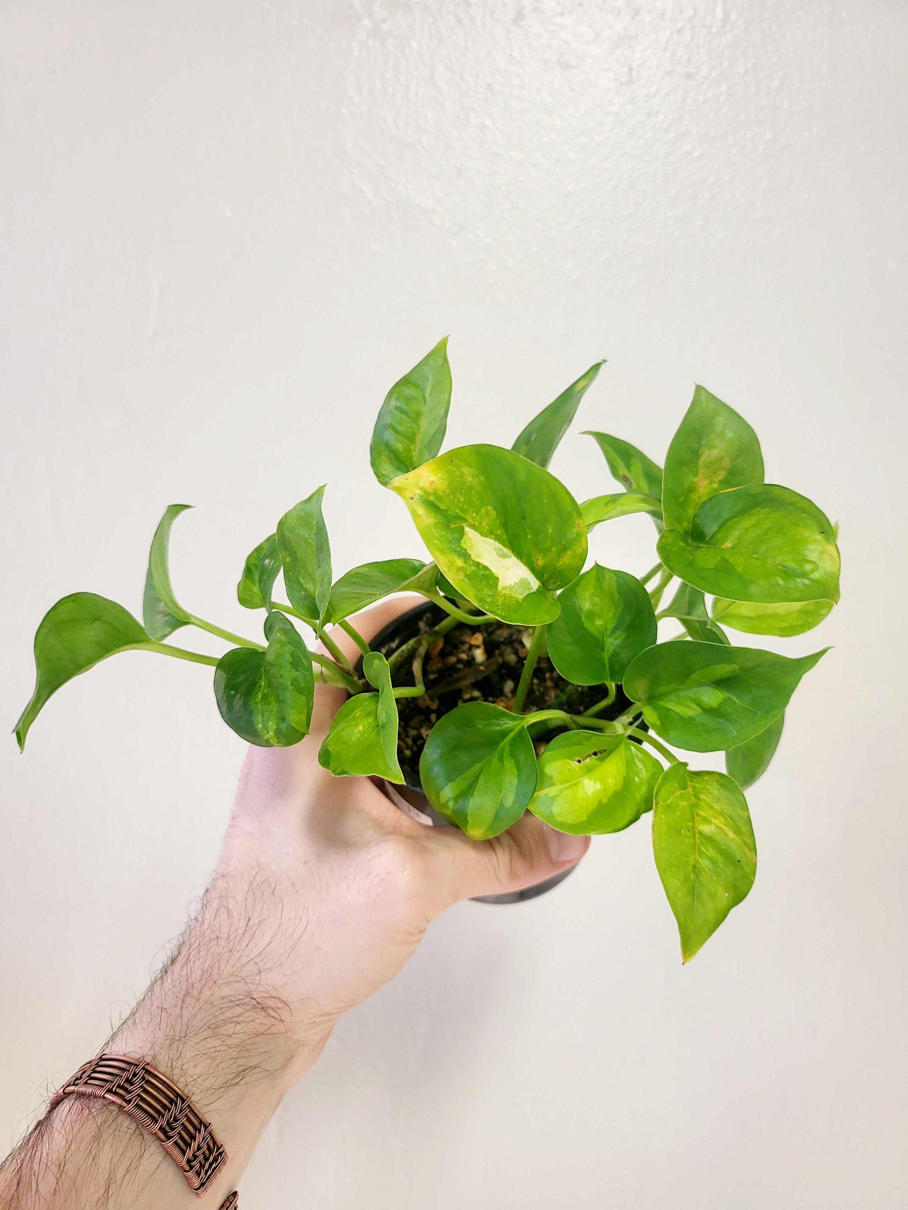 Epipremnum Aureum Global Green Pothos 4” – Quartz Botanicals
