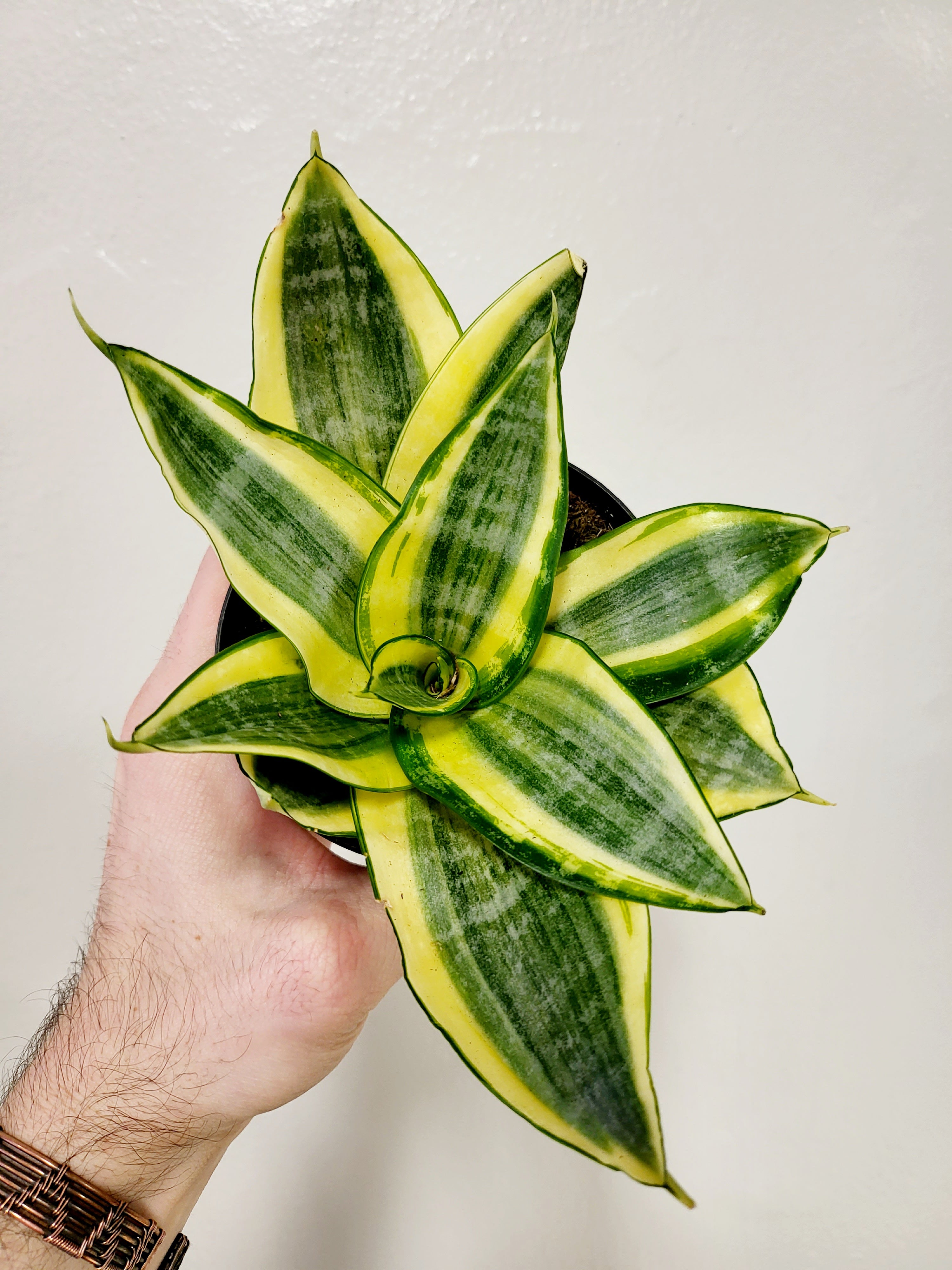 Sansevieria Gold Star 4" – Quartz Botanicals